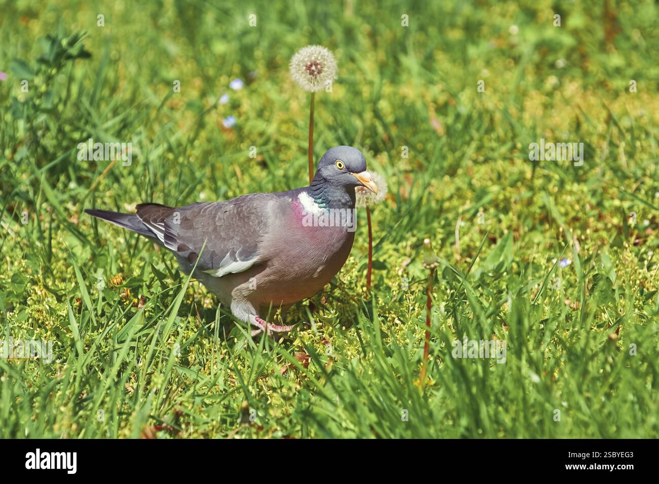 Big Common Wood Pigeon in the Grass Varna, Bulgaria, Europe Stock Photo ...