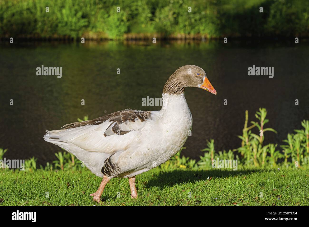 Grey Goose on the Bank of a Canal in Amsterdam Amsterdam, Netherland ...