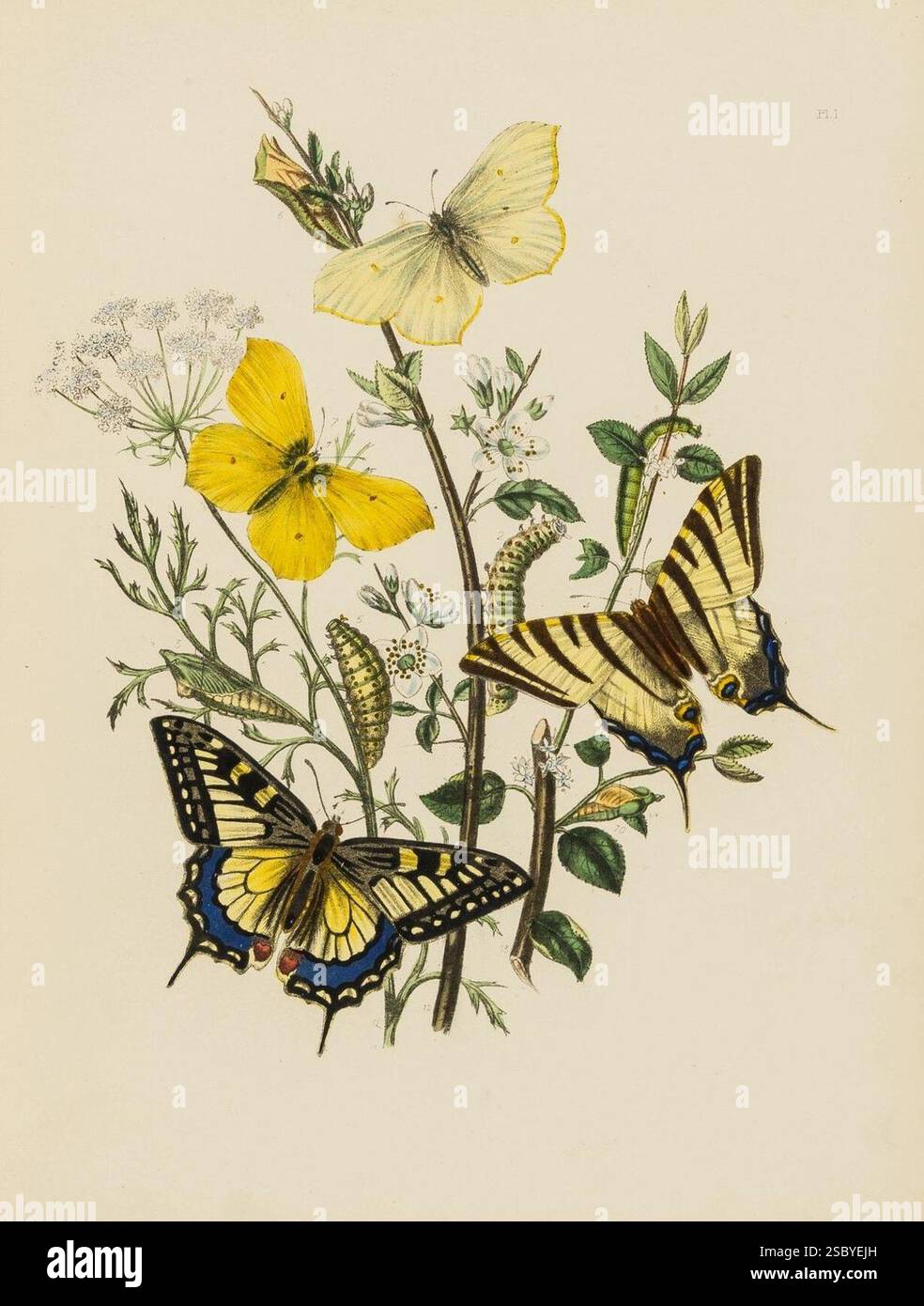 Henry Noel Humphreys - and John Obadiah Westwood Stock Photo - Alamy