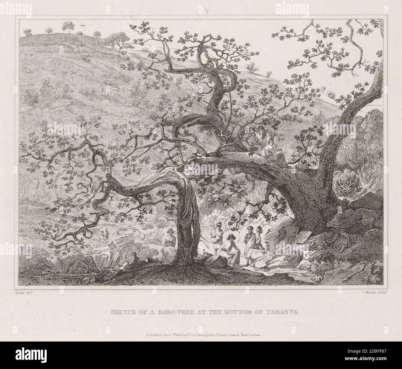 Henry Salt - Sketch of a Daro Tree at the bottom of Taranta Stock Photo ...