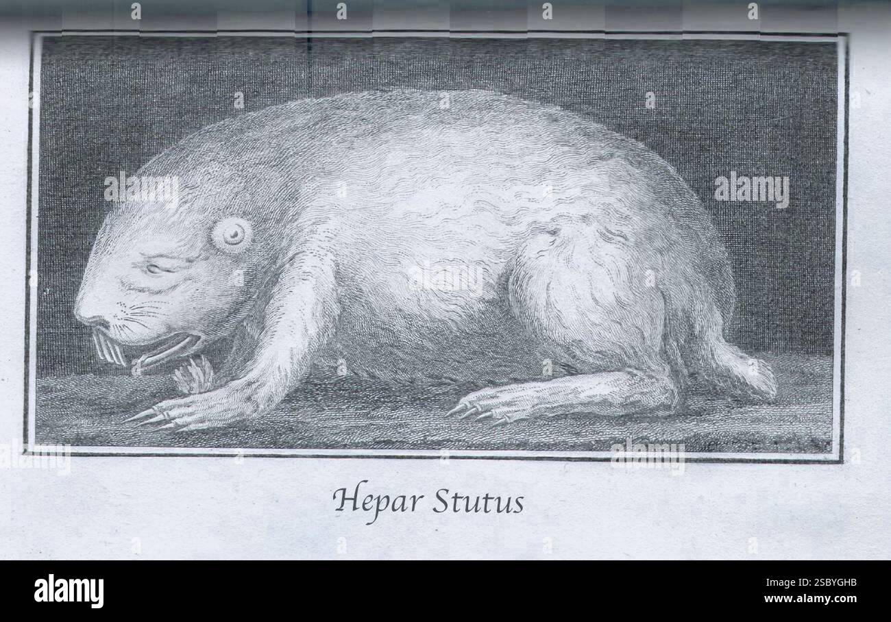 Hepar hi-res stock photography and images - Alamy