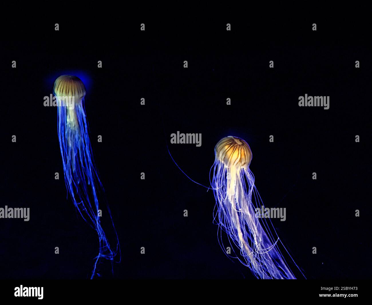 Two jelly fish against black background Stock Photo - Alamy
