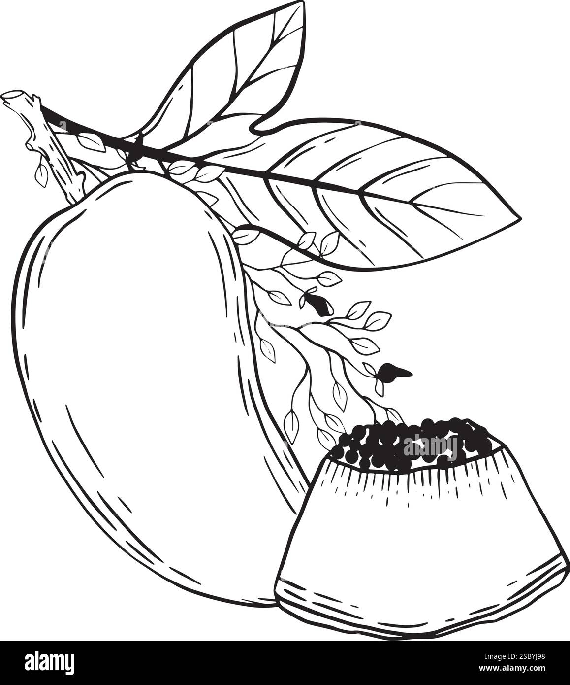A detailed line art of a mango with leaves and a small fruit ...