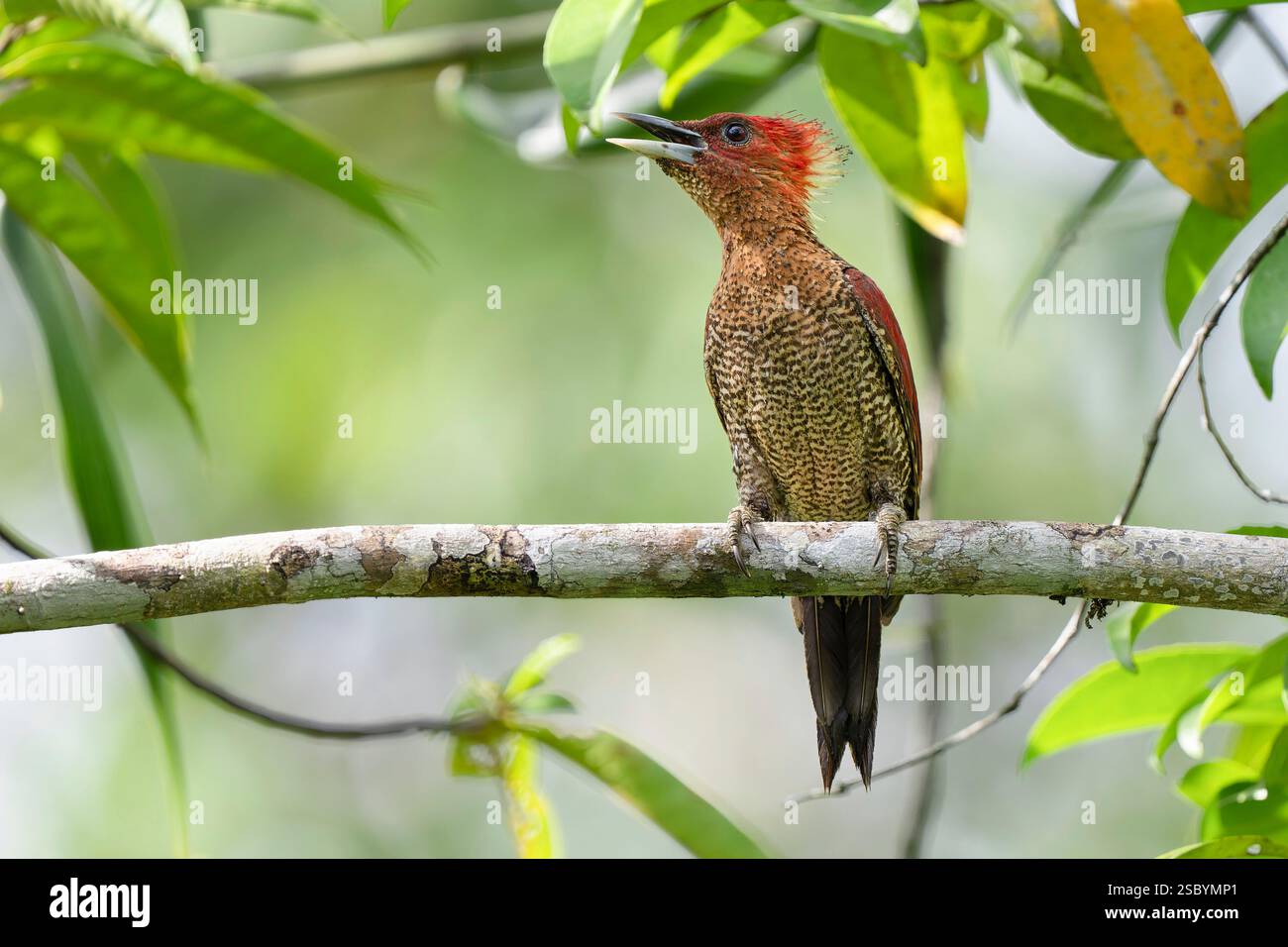 Banded woodpecker (Chrysophlegma miniaceum) perched on a branch. This ...