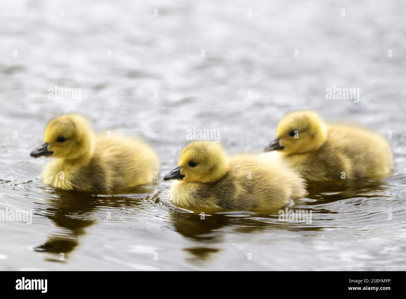Canada geese goslings (Branta canadensis) in water. When they hatch ...