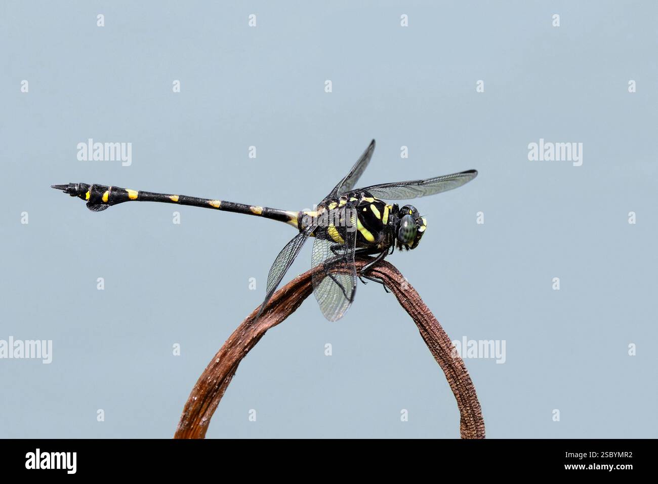 Common flangetail (Ictinogomphus pertinax) at rest. This large ...