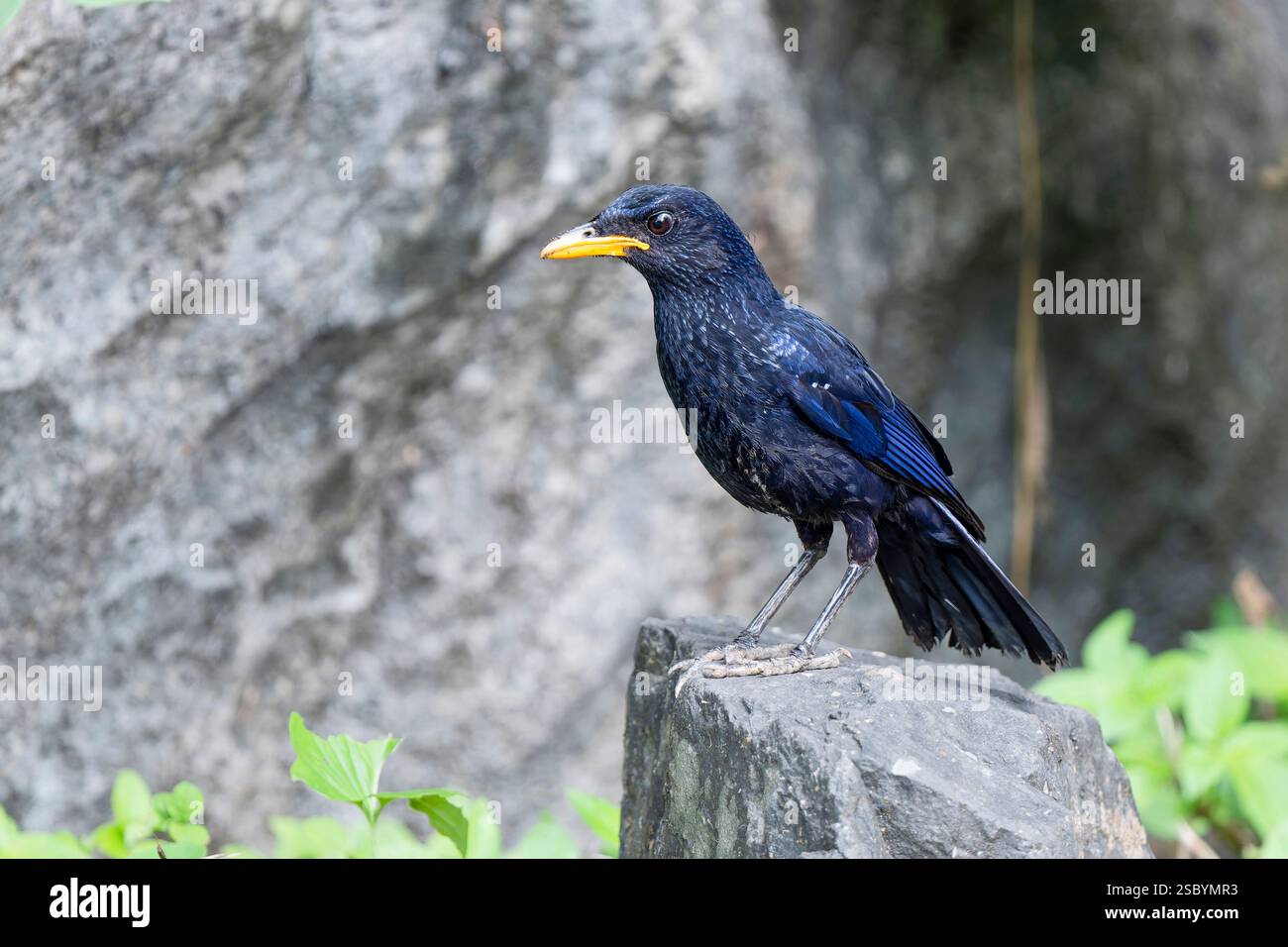 Blue whistling thrush (Myophonus caeruleus) perching on a rock. This ...