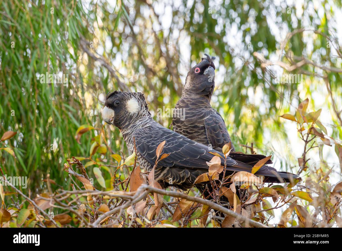 Male and female Carnaby's black cockato (Zanda latirostris) in a tree. This species is ...
