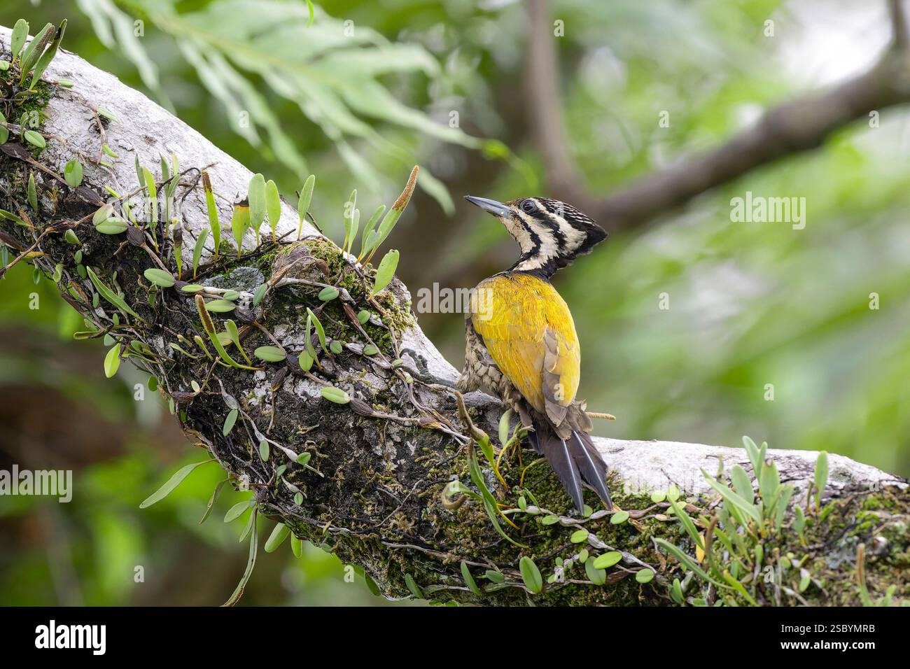 Common flameback (Dinopium javanense) perching on a tree. This is a ...