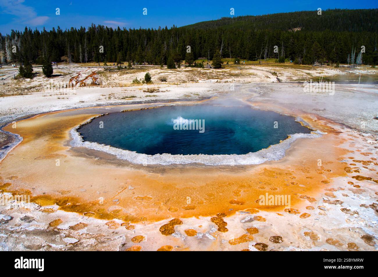 The volcanic feature known as Crested Pool in Geyser Basin, Yellowstone ...