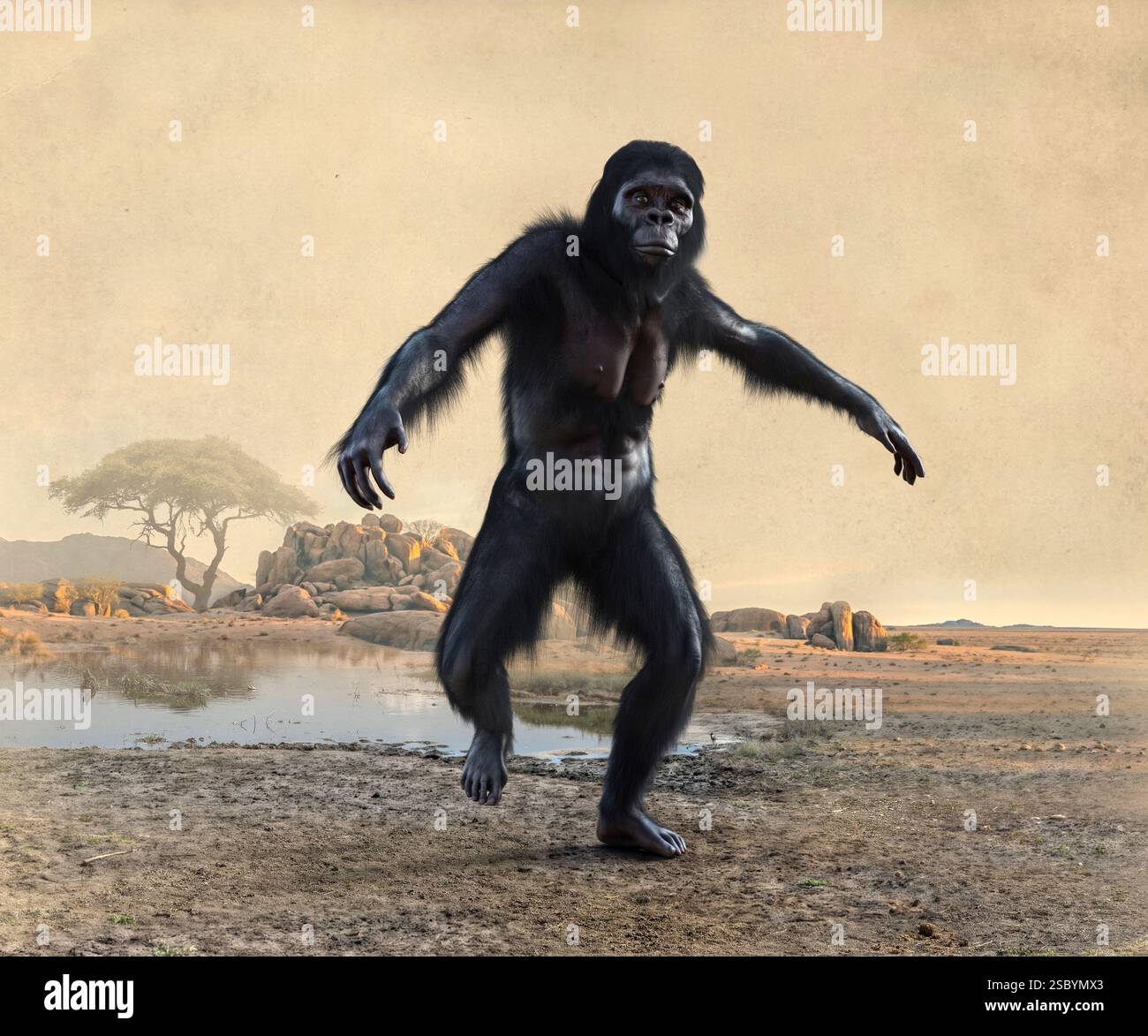 Australopithecus hominin walking, illustration Stock Photo - Alamy