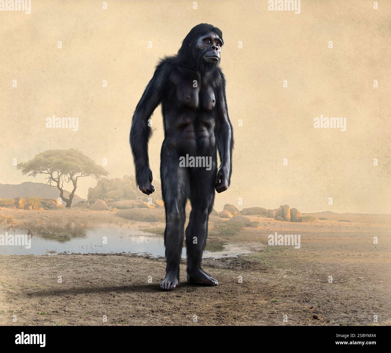 Illustration of an Australopithecus sp. hominin standing up. The genus ...