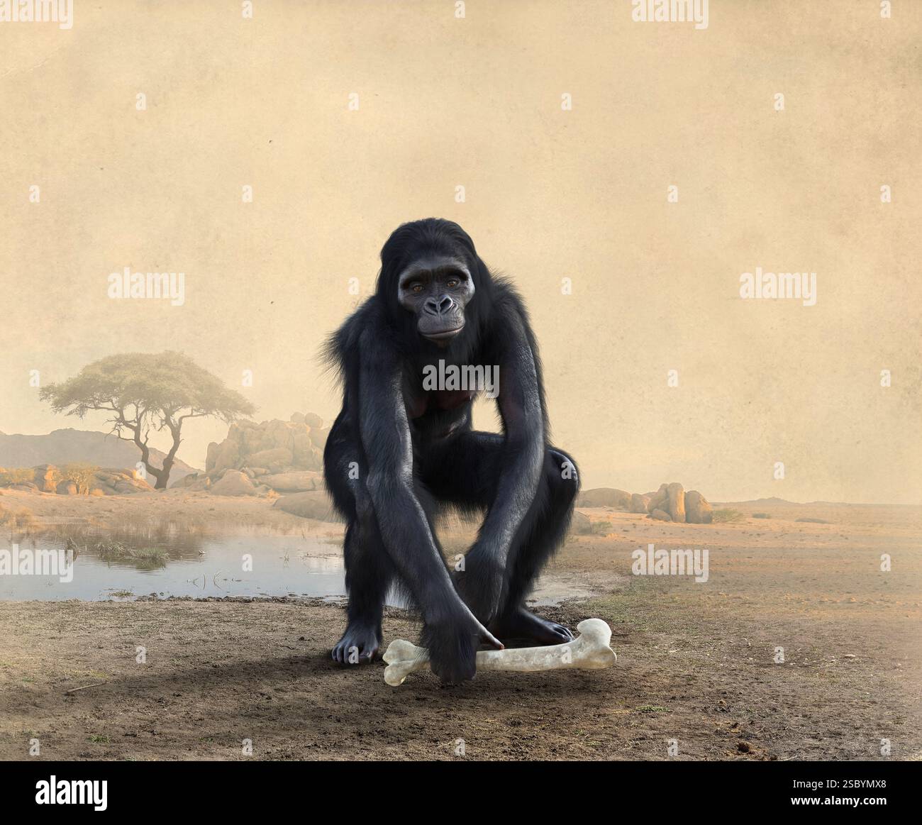 Illustration of 'Lucy', a young female Australopithecus afarensis ...