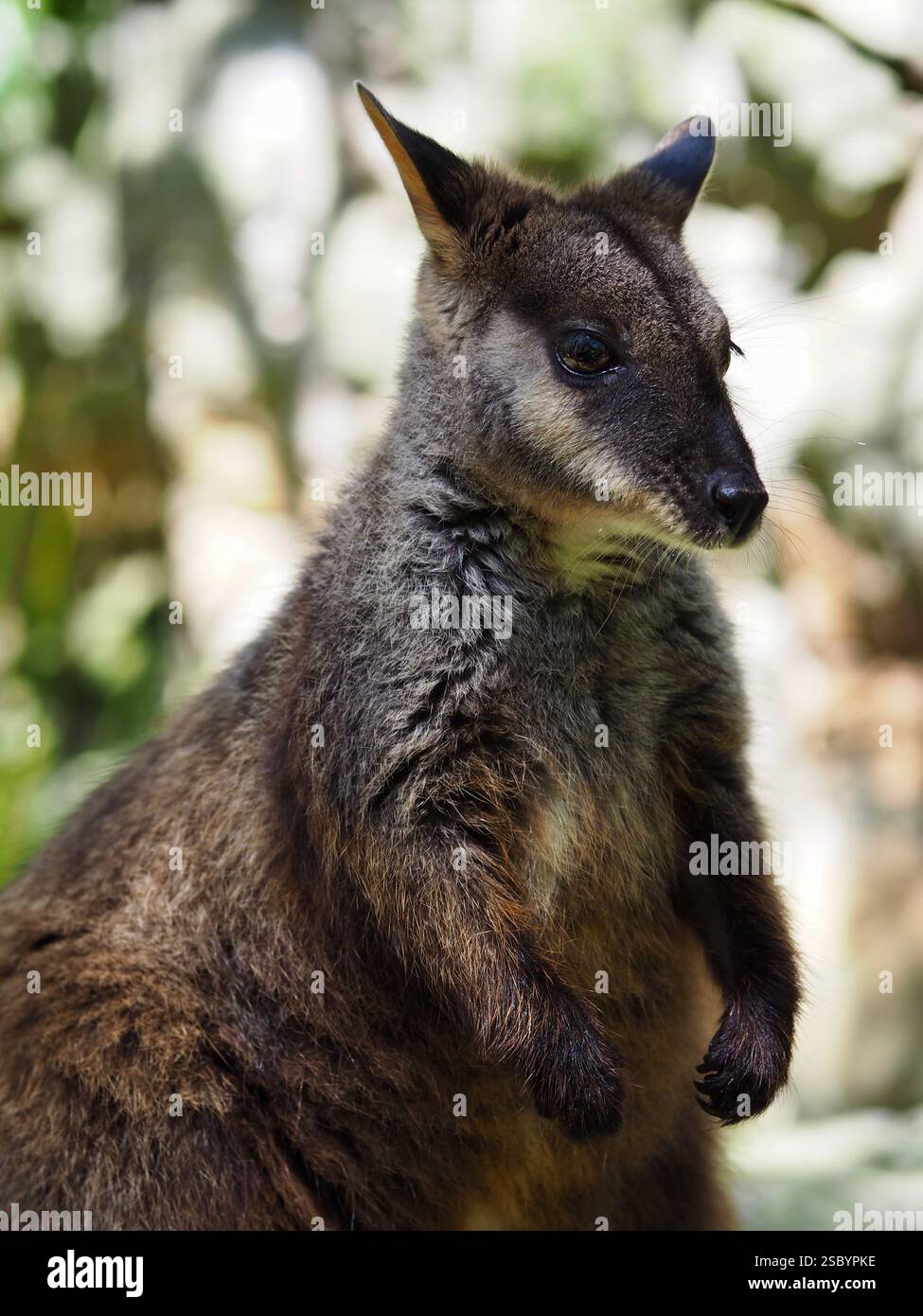 Foxes mating hi-res stock photography and images - Alamy