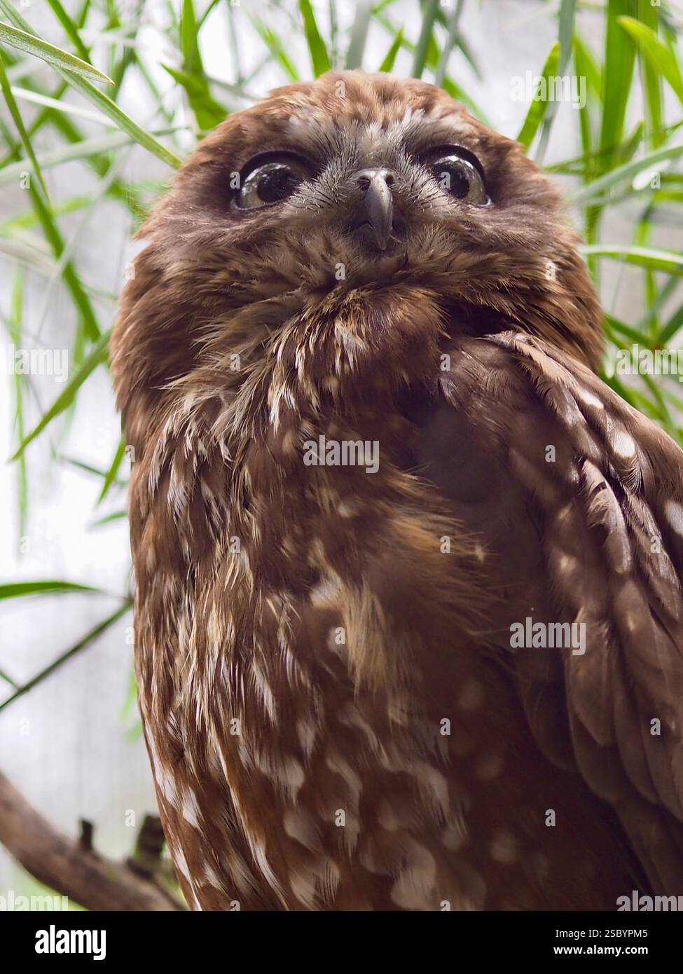 Incredible awesome Southern Boobook in outstanding beauty Stock Photo ...