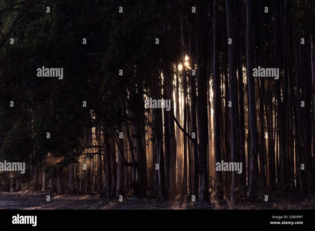 Sunlight streaming through forest trees hi-res stock photography and ...