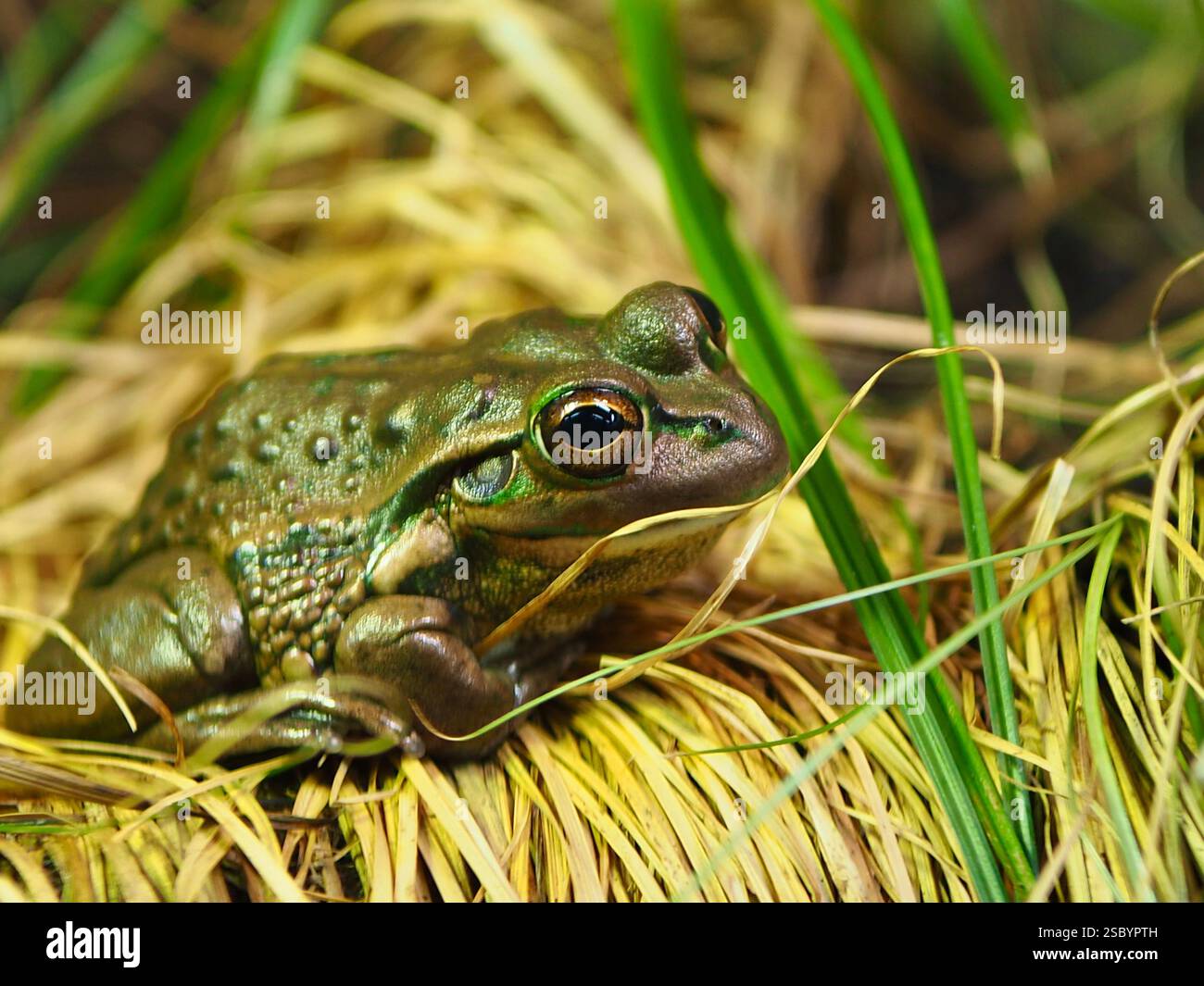 Sensational mesmerising Yellow-spotted Bell Frog in outstanding beauty ...