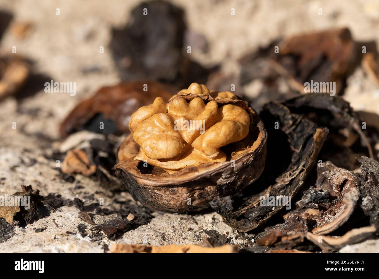 Detail of a walnut, open, falling from a walnut tree in the field ...