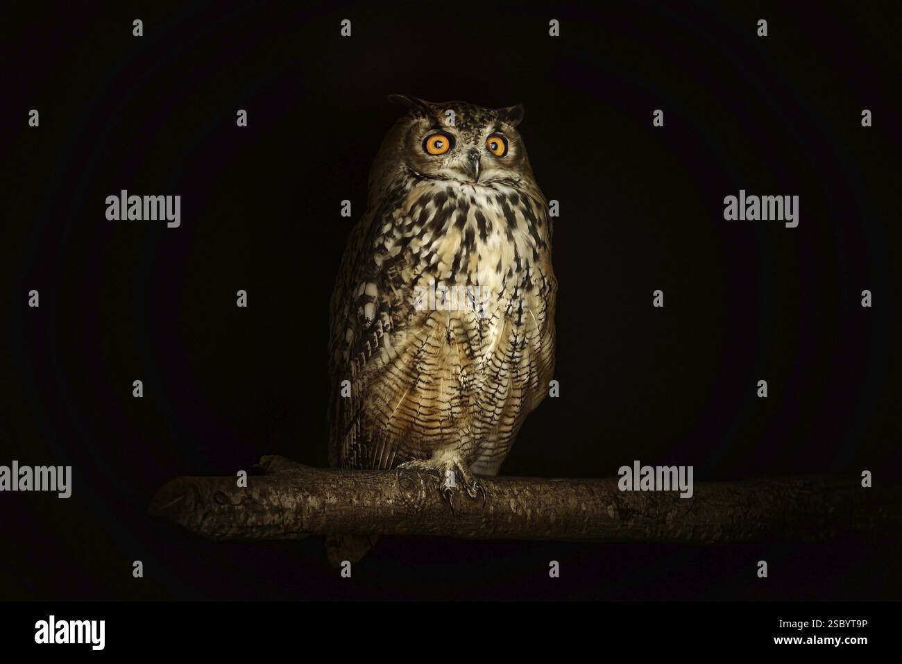 Eurasian eagle-owl (Bubo bubo), one of the largest species of owl ...