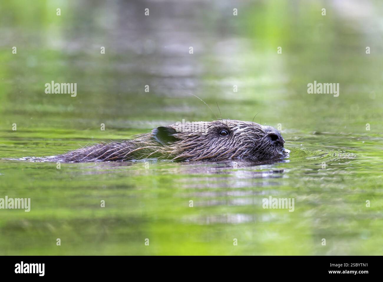 European beaver (Castor fibre) swimming in a shimmering green lake ...