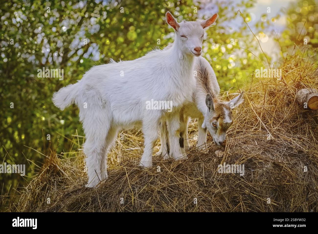 Two Goatlings on the Stack of a Hay Lietuva Stock Photo - Alamy