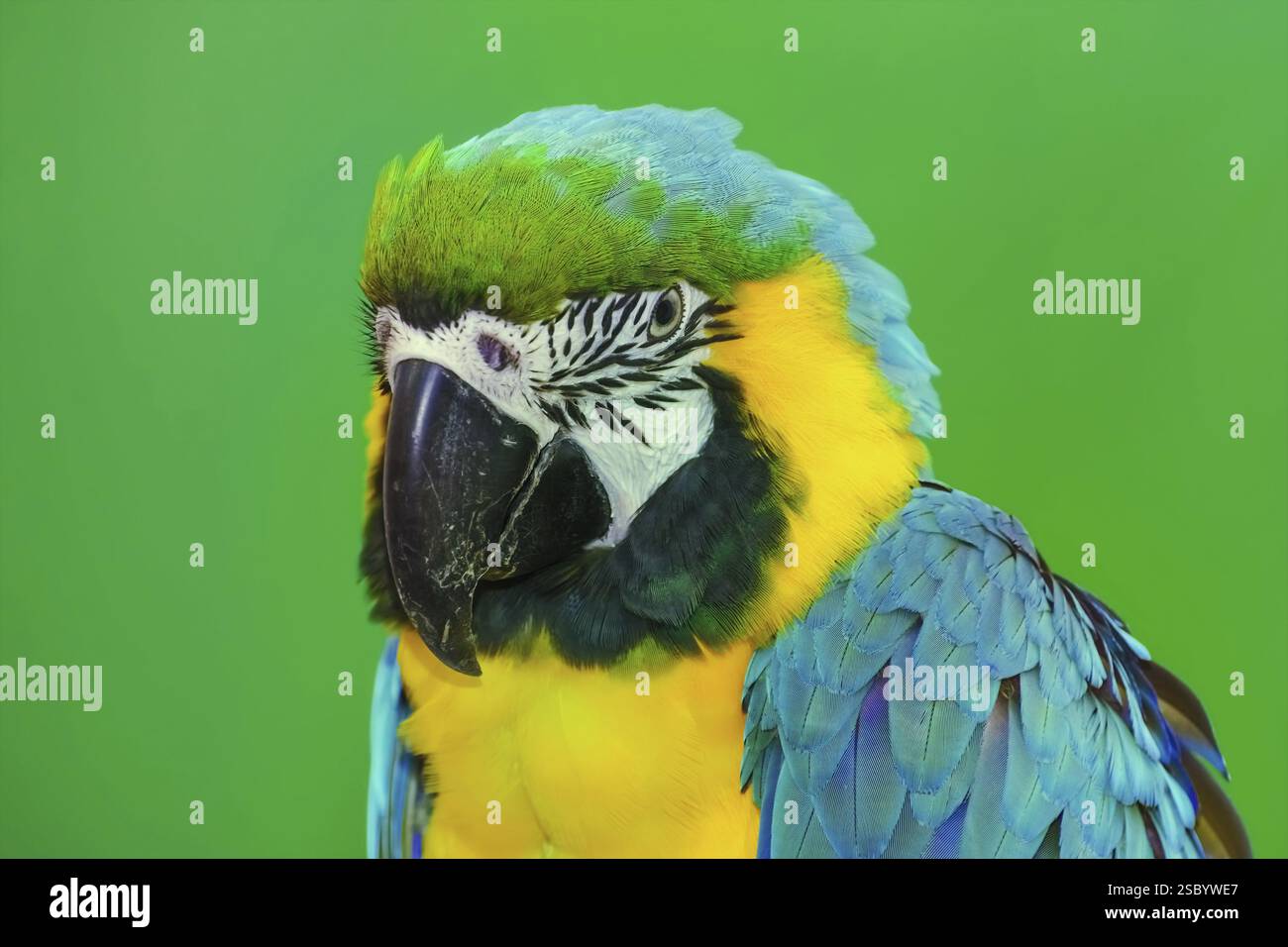 Portrait of the Macaw Parrot over the Yellow Background Varna, Bulgaria ...