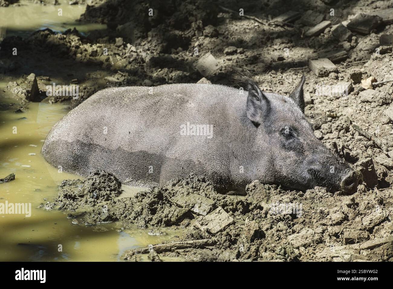 Wild Boar Lying In The Mud Stock Photo - Alamy