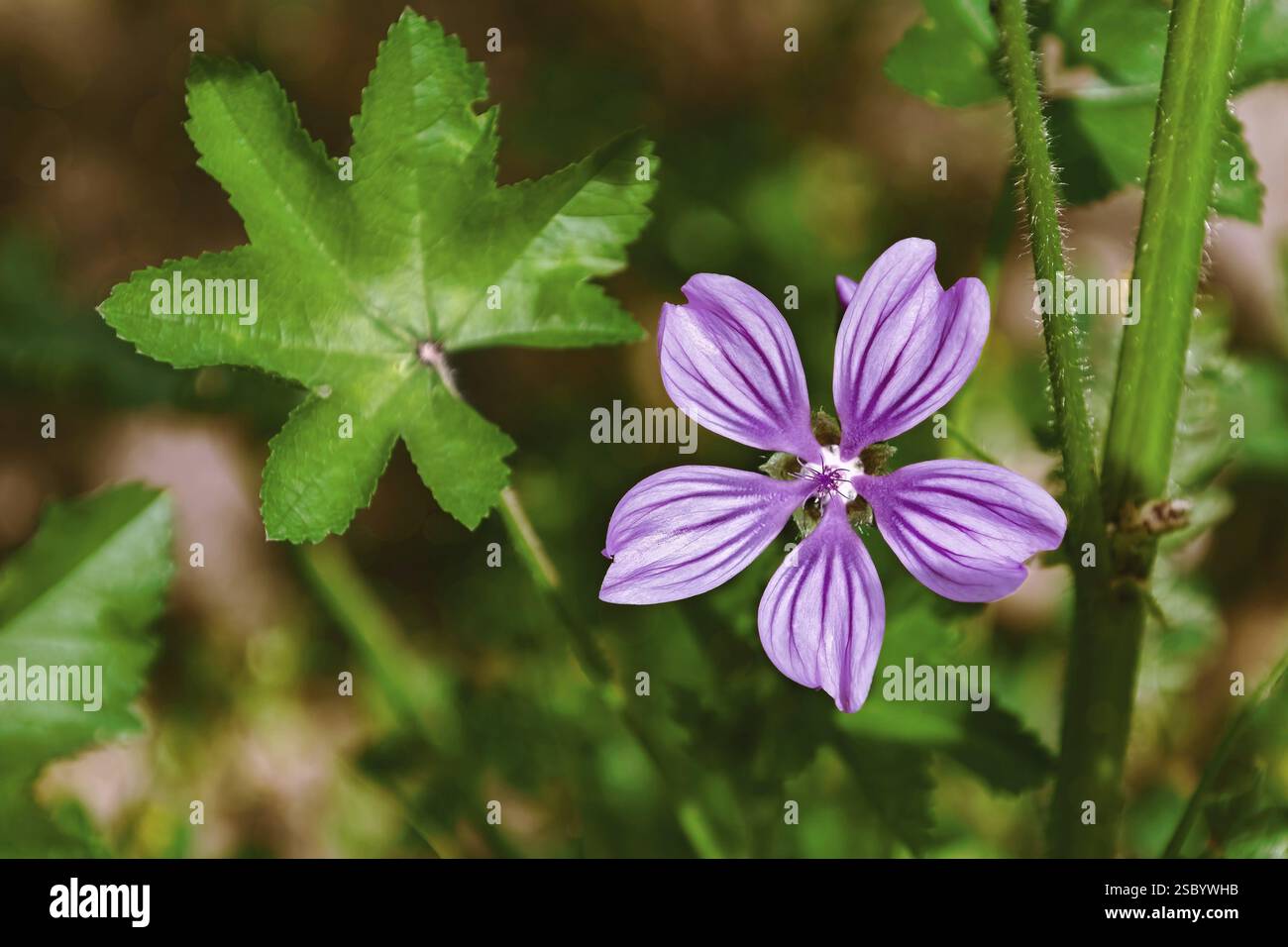 Flower of Common Mallow (Malva Sylvestris, Family of Malvaceae) Varna ...