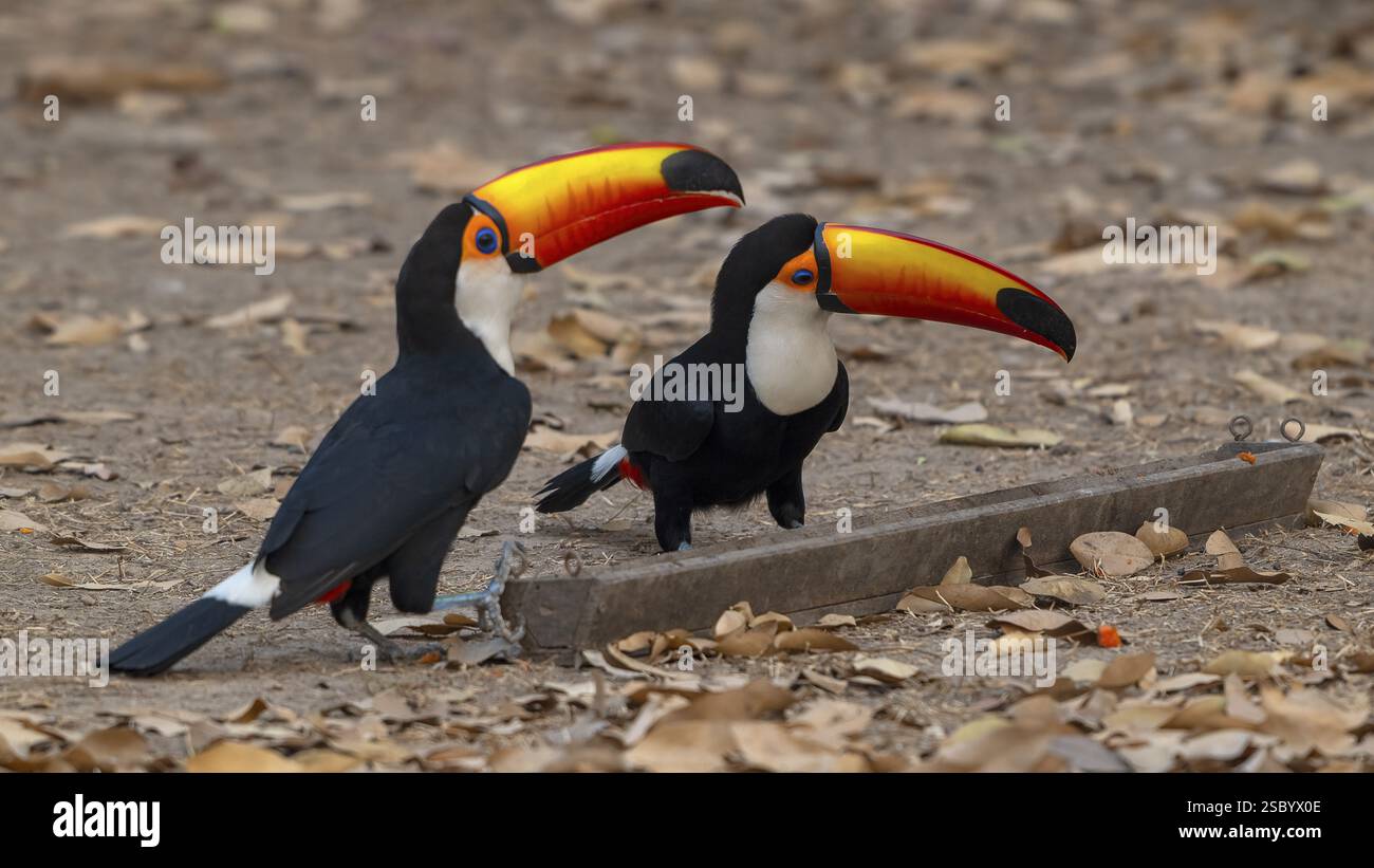 Giant toucan (Ramphastos toco), 2 animals, Pantanal, inland, wetland ...