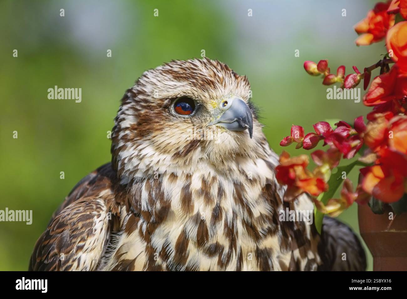 Saker falcon (Falco cherrug), a large species of falcon Demene, Latvia ...