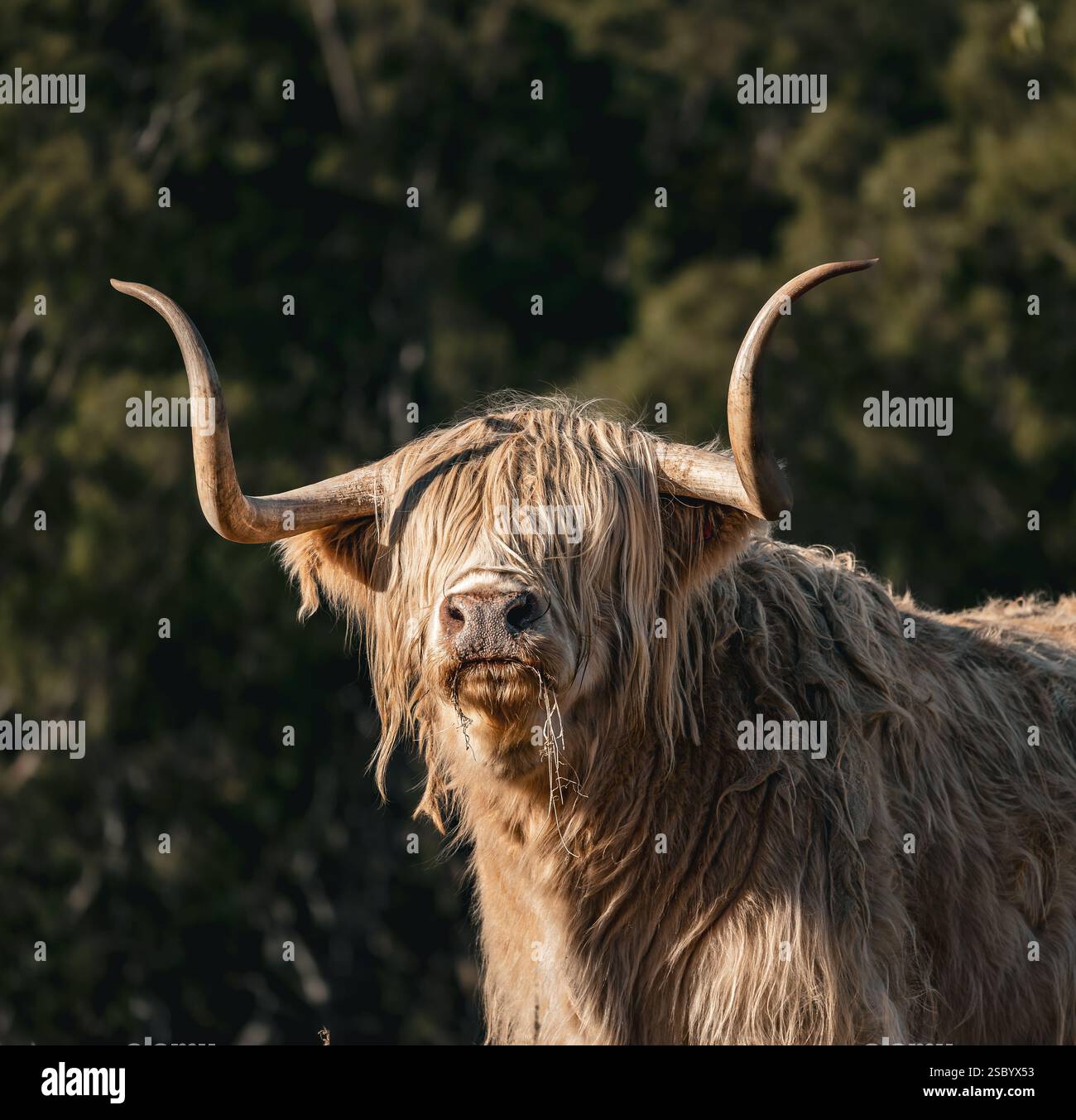 Highland cow with magnificent horns Stock Photo - Alamy