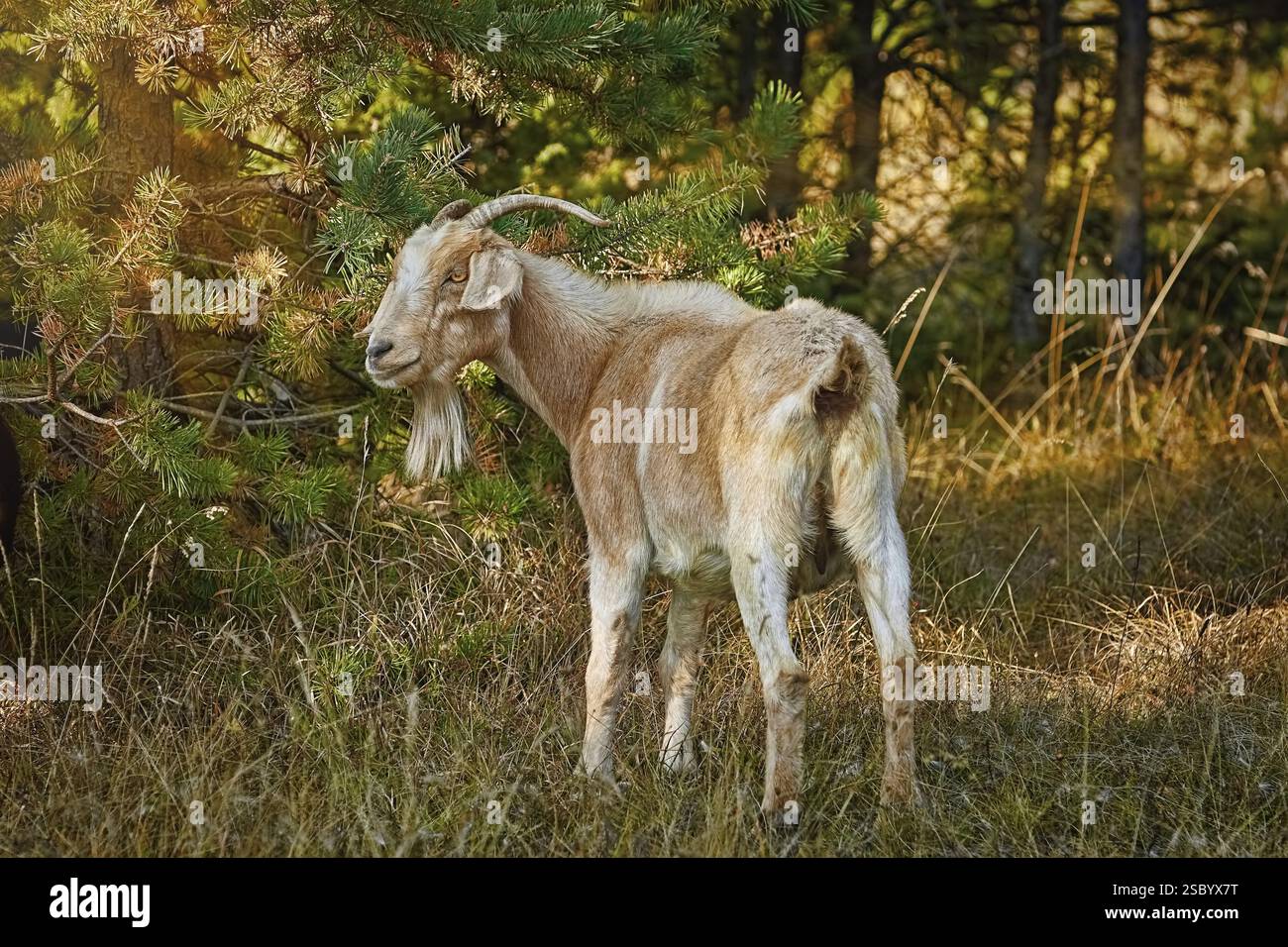 Domestic Goat with Horns (Capra Aegagrus Hircus) Yagodina, Devin ...