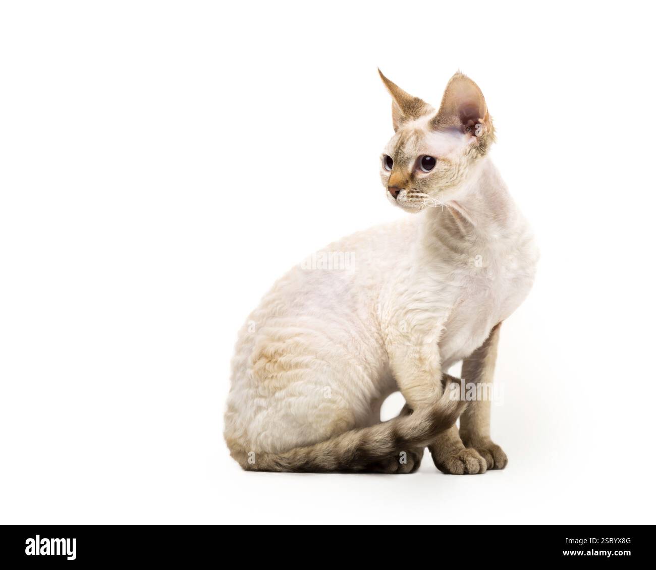 Devon Rex cat posing against white background Stock Photo - Alamy