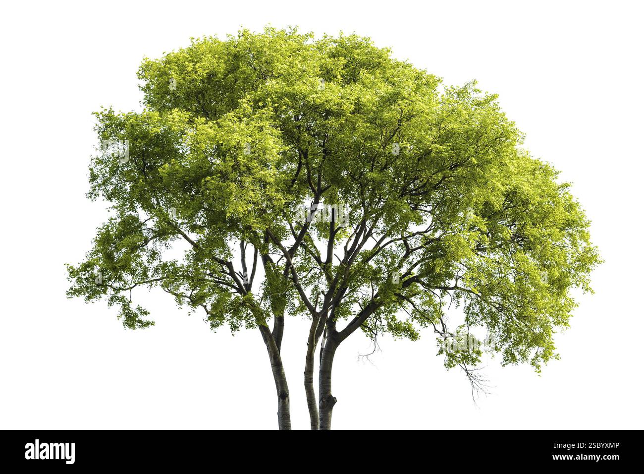 Is at the crown of the tree hi-res stock photography and images - Alamy