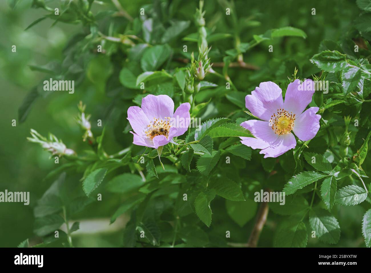 Rosa multiflora flower hi-res stock photography and images - Alamy