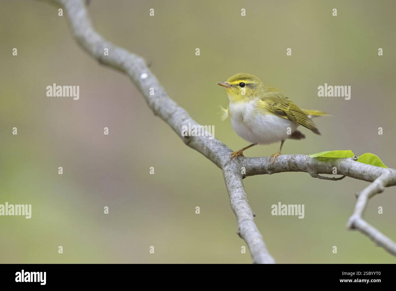 Wood warbler, (Phylloscopus sibilatrix), animals, birds, biotope, perch ...