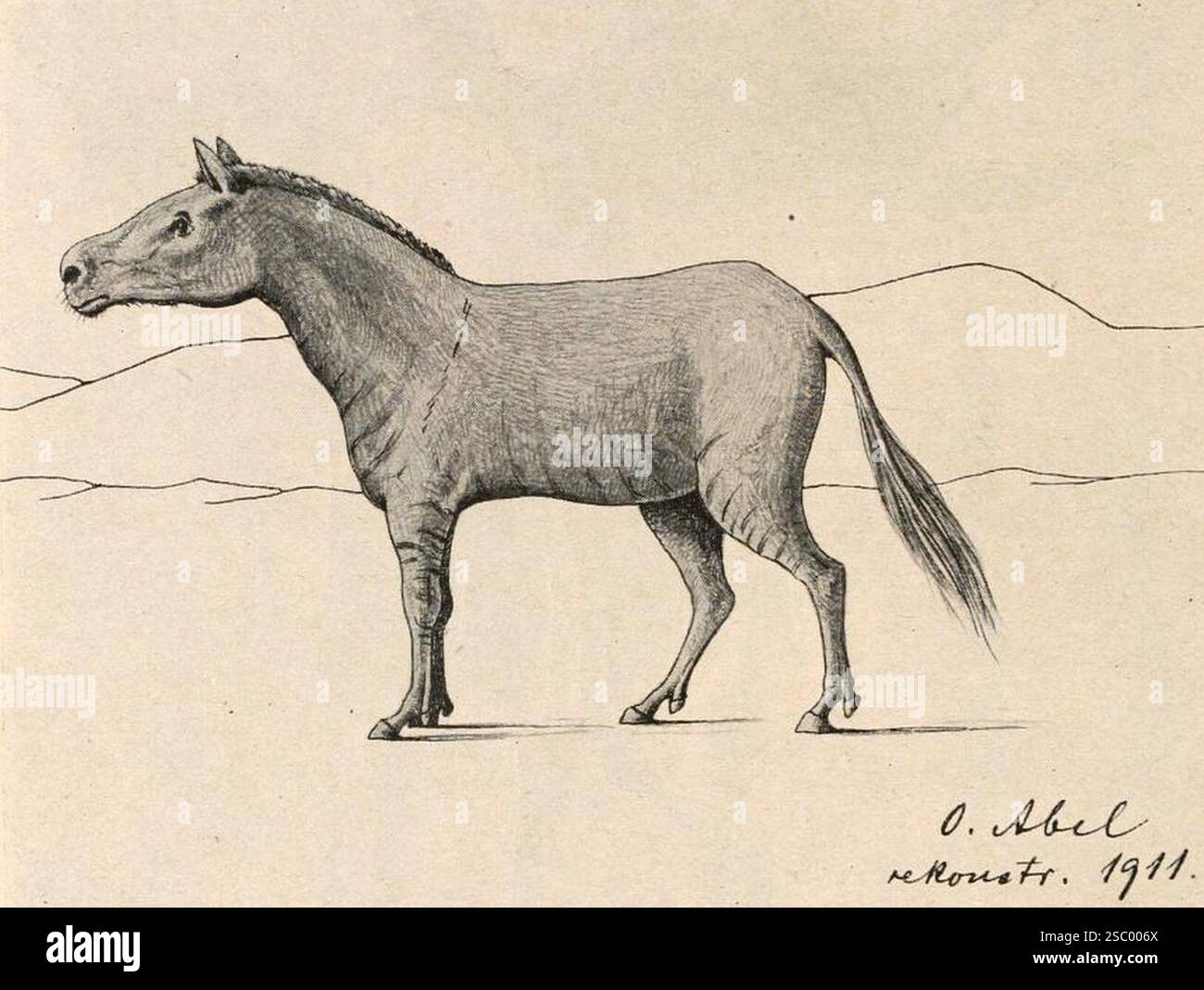Hipparion reconstruction, from Abel, O. (1919). Die Stämme der ...
