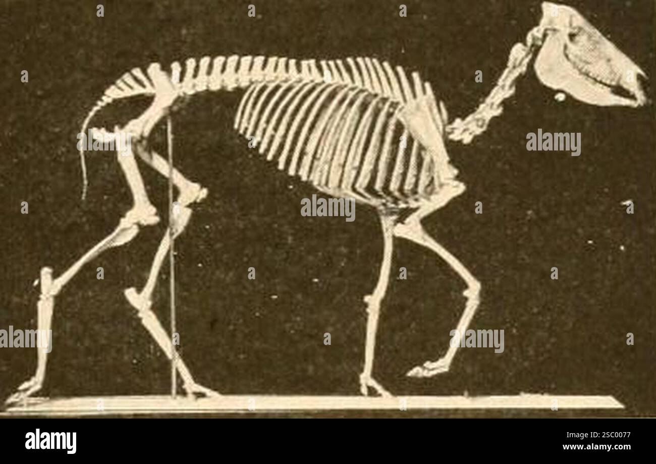 Hipparion skeleton, from Osborn, H. F. (1917). The origin and evolution ...