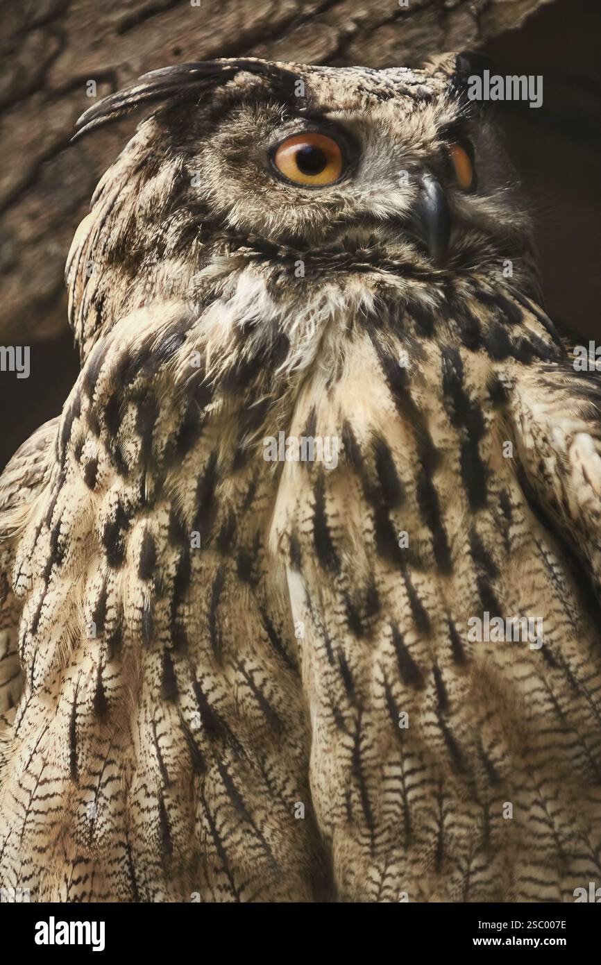 Wise owl hi-res stock photography and images - Alamy