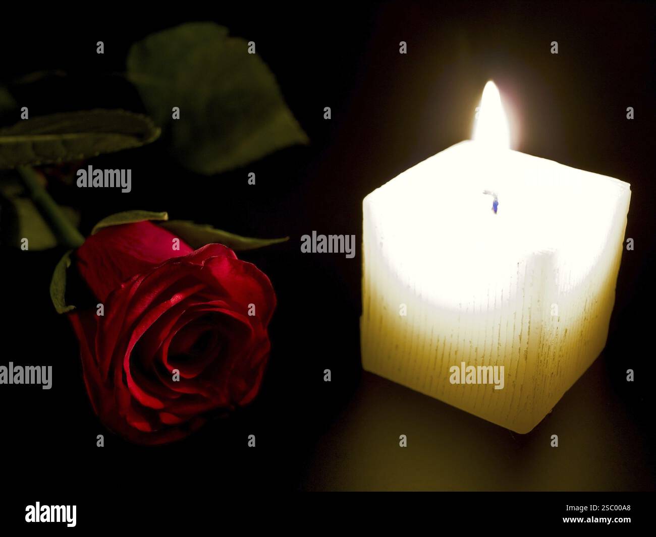 Nighttime blooms hi-res stock photography and images - Alamy
