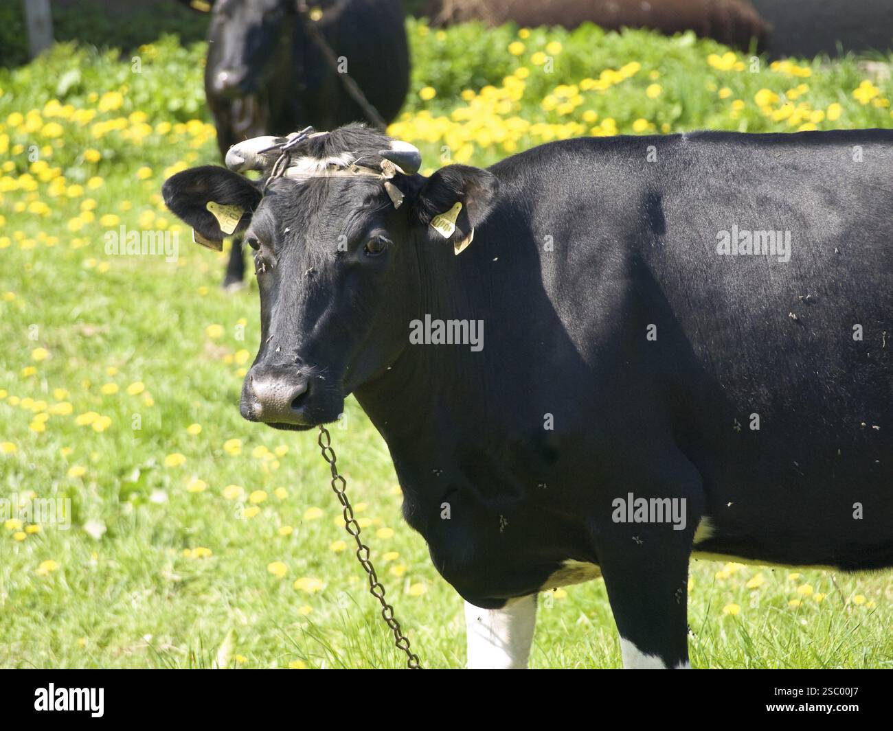Tether black and white cow on the over the green grass Stock Photo - Alamy