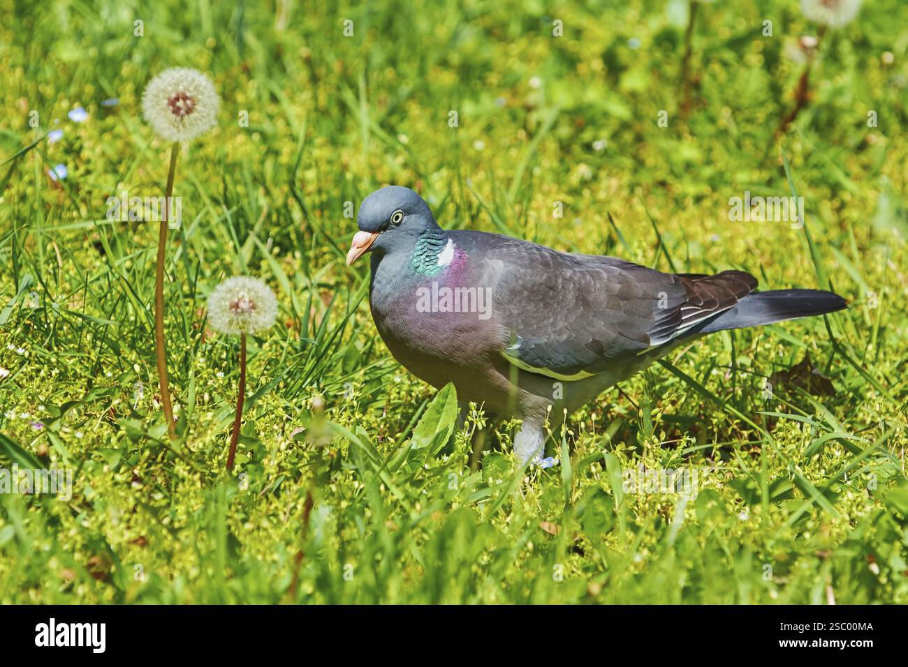 Big Common Wood Pigeon in the Grass Varna, Bulgaria, Europe Stock Photo ...