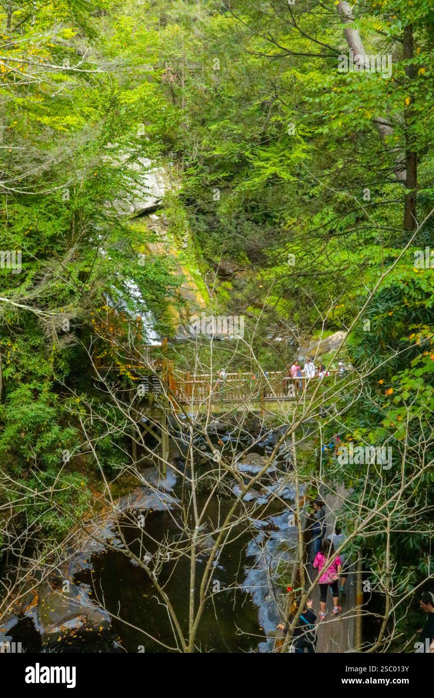 Wooden walkway through lush forest near a creek. This is in Bushkill ...