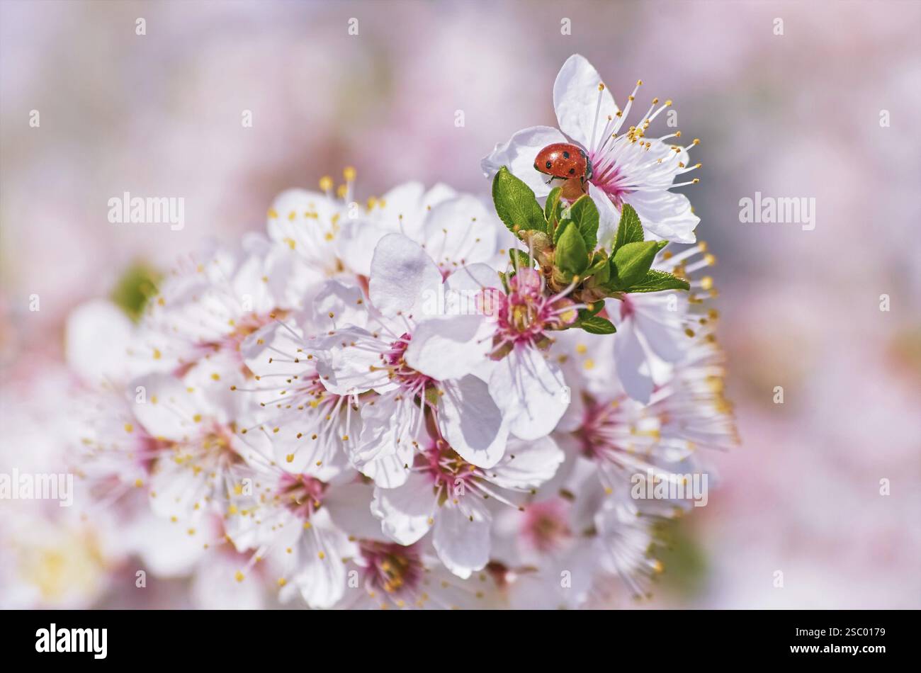 Ladybug on the Flowering Plum (Shallow DoF) Varna, Bulgaria, Europe ...