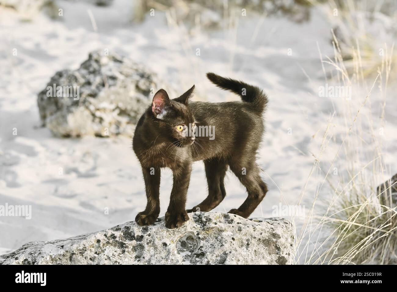 Adorable tiny black kitten hi-res stock photography and images - Alamy