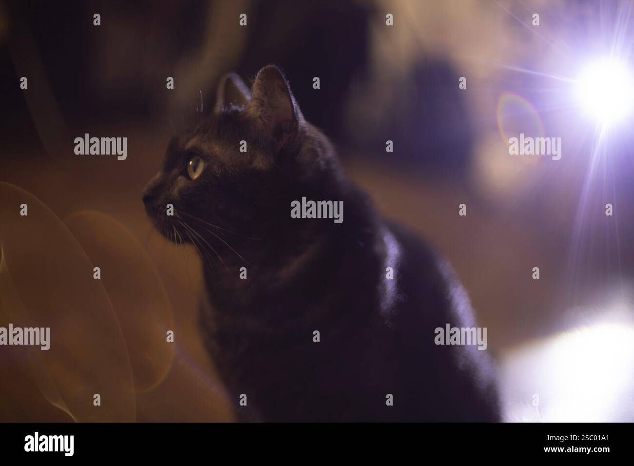 A cat in side profile illuminated by spotlight, its eyes glowing ...