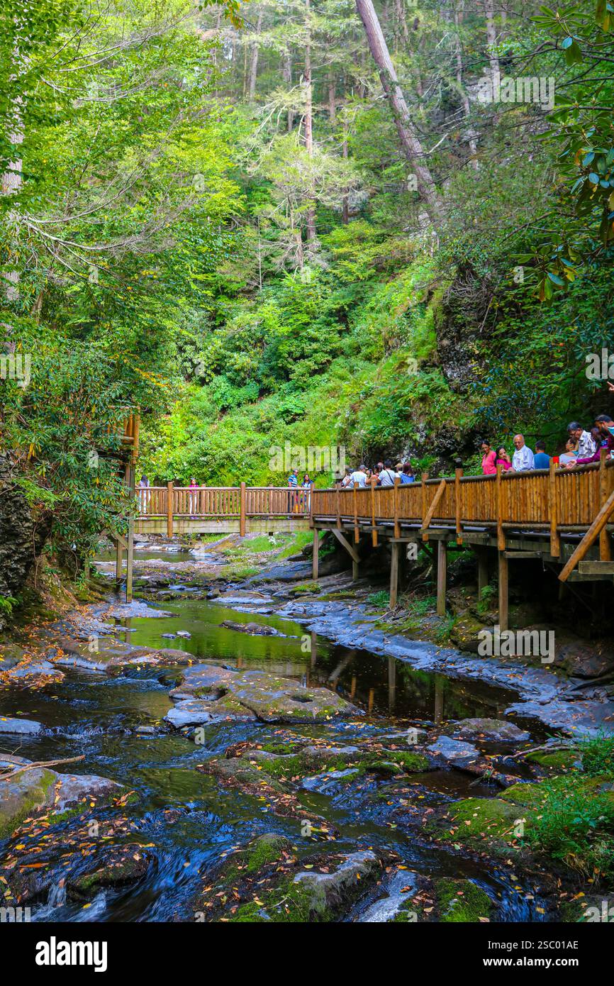 Wooden walkway through lush forest near a creek. This is in Bushkill ...