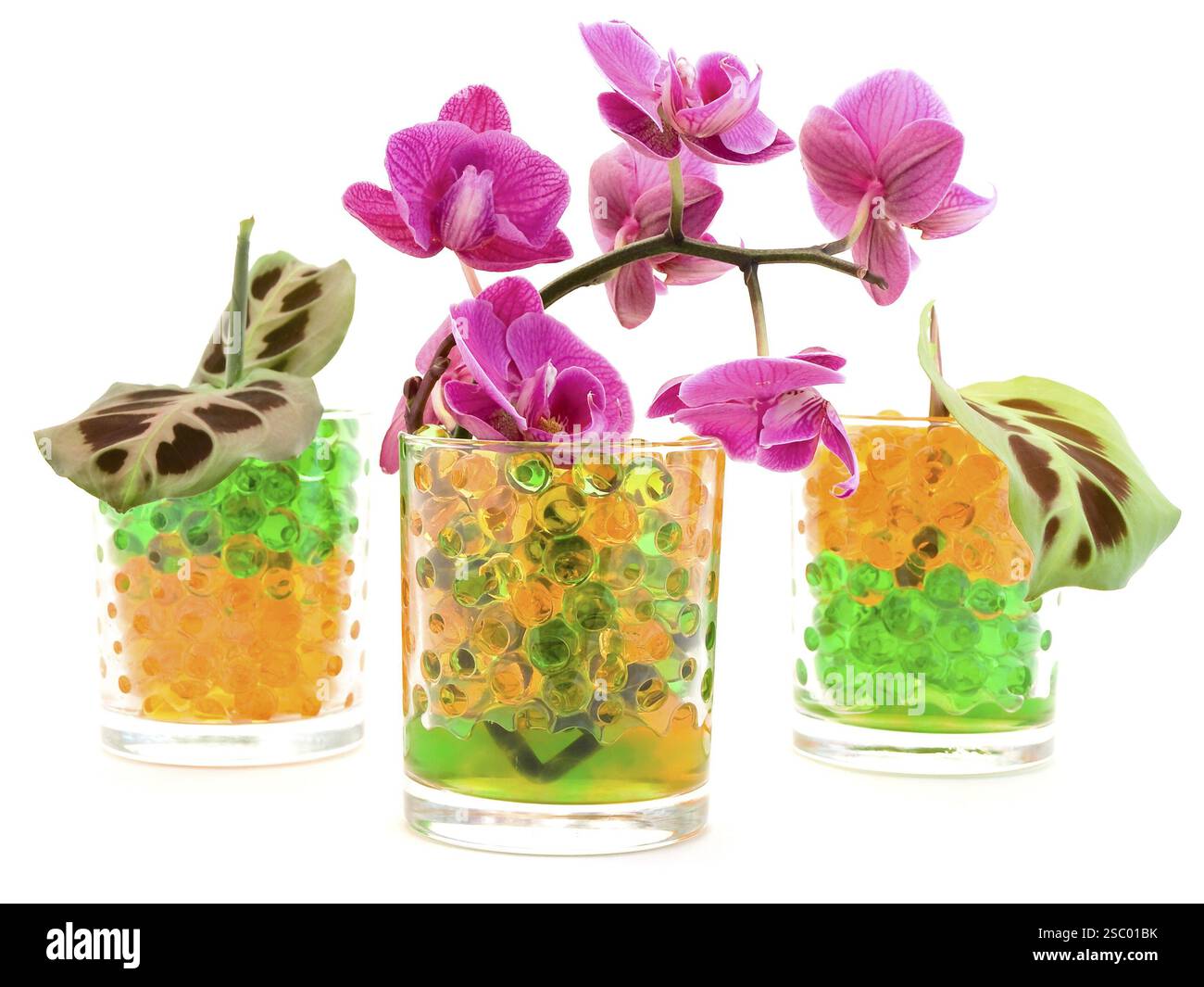 Pink flowers in flower Cut Out Stock Images & Pictures - Alamy