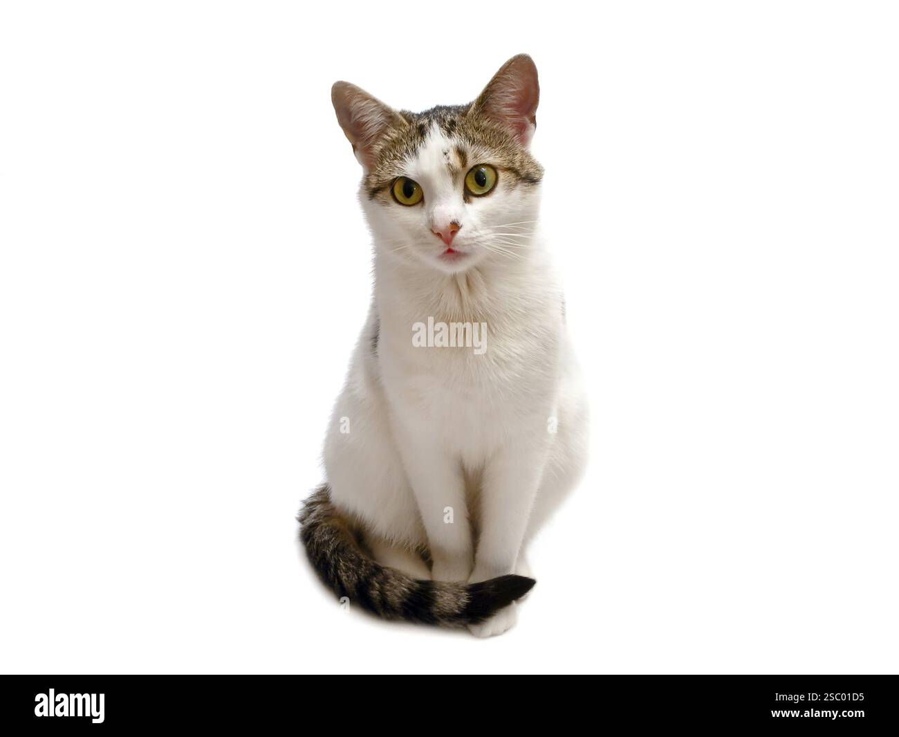 Cat and background hi-res stock photography and images - Alamy