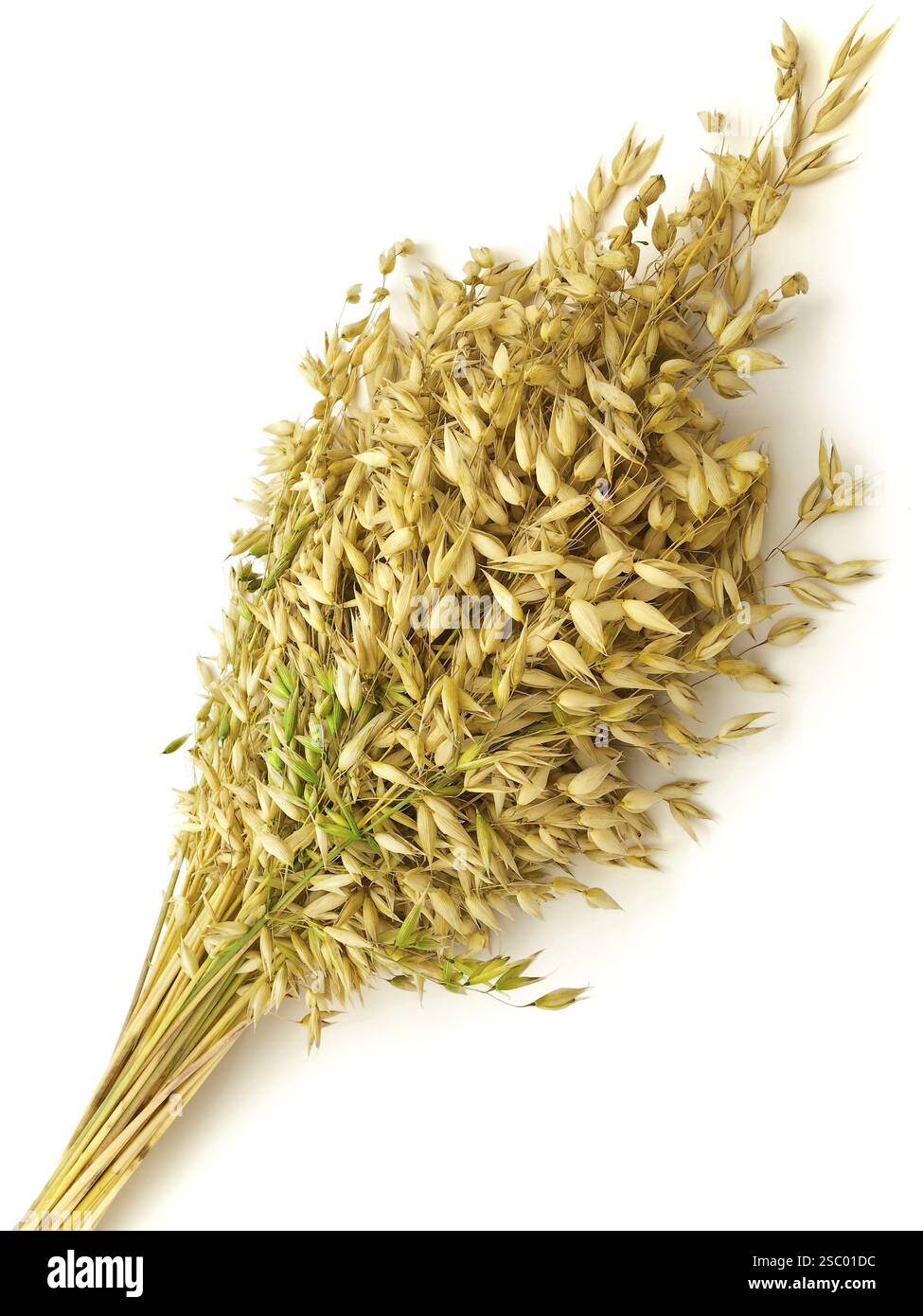Small Bunch Of Oat Over The White Background Stock Photo - Alamy
